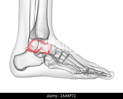 Anatomical Illustration of Talus Bone- Lateral and Superior View Stock ...