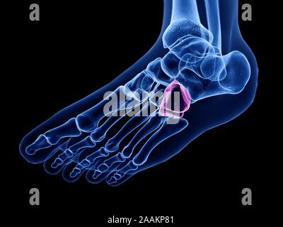 Cuboid bone, computer illustration Stock Photo - Alamy