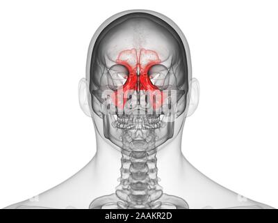 Sinus anatomy, computer illustration. The sinuses are membrane-lined ...