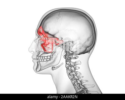 Sinus anatomy, computer illustration. The sinuses are membrane-lined ...