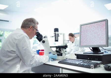Person looking at bacteria under a laboratory microscope Stock Photo ...
