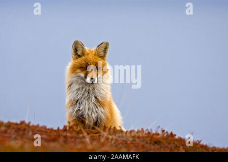 Rotfuchs | Red Fox Stock Photo - Alamy