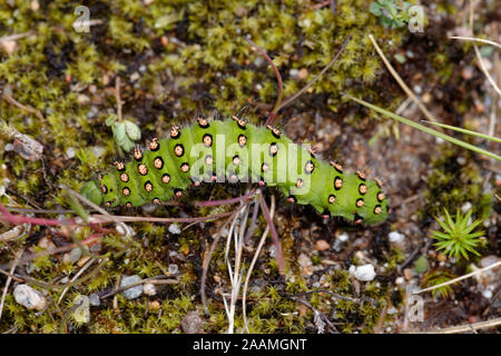 Large green caterpillar of the Emperor moth, Saturnia pavonia sitting ...