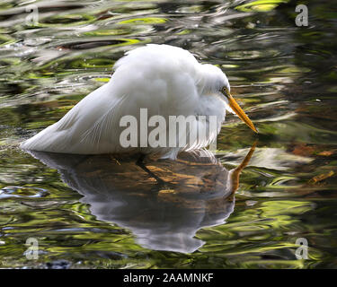 A beautiful great egret basking in sunlight in a garden Stock Photo - Alamy