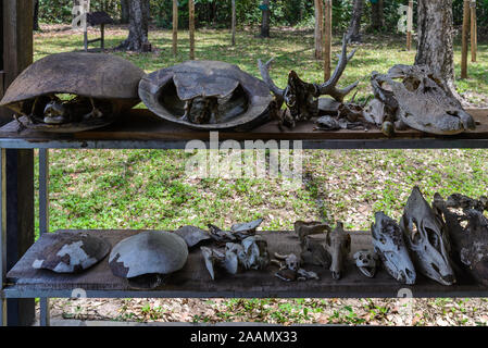Turtle shells and bones of local wildlife at the Cangucu Reserach ...