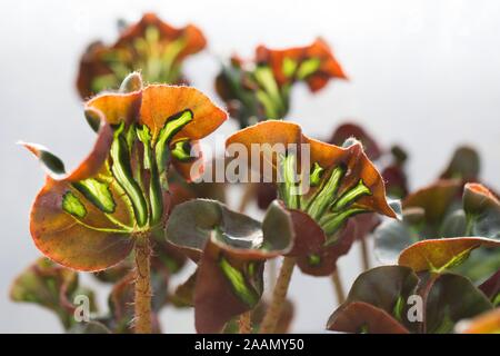Begonia 'Cathedral' plant, close up Stock Photo - Alamy