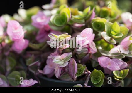 Close up of Callisia repens plant Stock Photo - Alamy