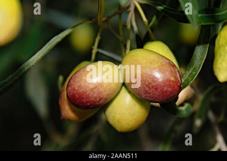 Manaki variety Greek olives on olive tree branch Stock Photo - Alamy