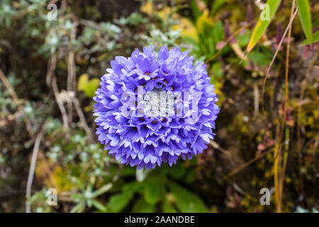 Alpine flora in the high Himalayan mountains, Himachal Pradesh ...