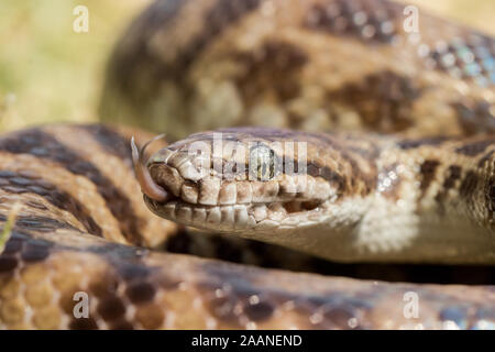 Stimson's Python flickering it's tongue Stock Photo - Alamy