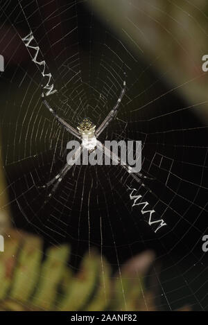 Silver Argiope Spider, Argiope argentata, Panama, Central America ...