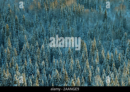 Dark coniferous forests (boreal coniferous forest). Dense marshy forest in Siberia. Siberian ...