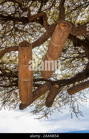 Traditional African beehives in a tree. Photographed in Ngorongoro ...