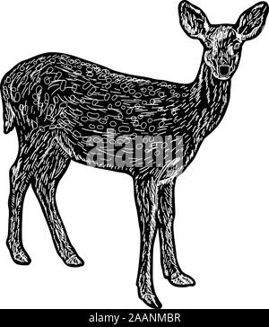 capreolus capreolus silhouette isolated on white Stock Vector Image ...