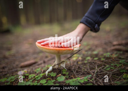 A closeup of a huge red mushroom at a forest surrounded by wood ...