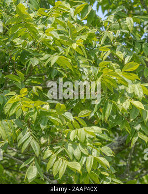 Japanese Walnut Juglans ailantifolia, Leaves Foliage Stock Photo - Alamy
