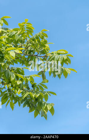 Japanese Walnut Juglans ailantifolia, Leaves Foliage Stock Photo - Alamy