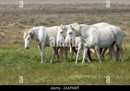 Wild Horses in Spring in the Utah Desert Stock Photo - Alamy