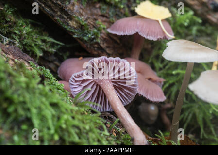 Mycena pura or Lilac Bonnet fruiting body also known as the Lilac ...