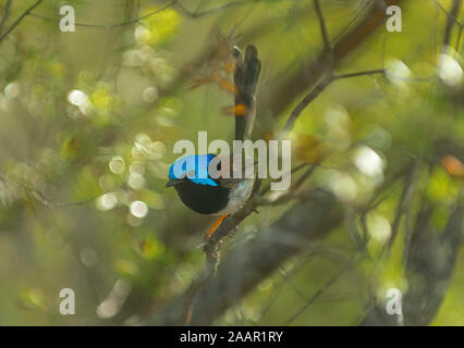 Red-winged Fairywren (Malurus elegans) male, Australia Stock Photo - Alamy