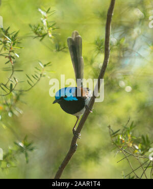 Red-winged Fairywren (Malurus elegans) female, Mount Barker, Western ...