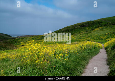 Kehoe Beach trail to the ocean in the spring at Point Reyes National ...