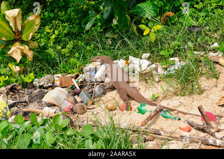 waste, rubbish, recycle, garbage, plant, collection, green, bin, wood ...