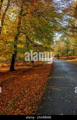 Road Through Denny Wood The New Forest Hampshire England Stock Photo ...