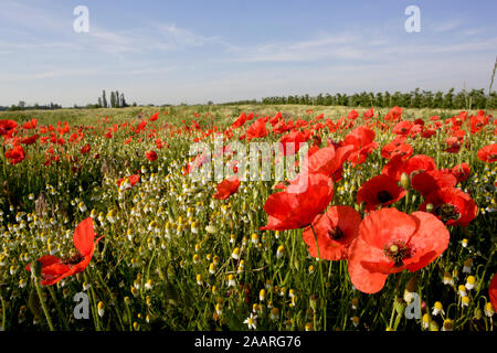 Klatschmohn, Roter Mohn, Papaver rhoeas Stock Photo - Alamy