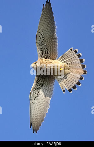 Turmfalke, (Falcon tinnunculus Stock Photo - Alamy