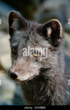 Eisfuchs, Polarfuchs (Alopex lagopus, Vulpes lagopus) Arctic Fox ï ...