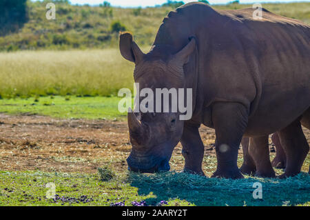 Artistic photo of a, endangered male bull white Rhinoceros in a nature ...