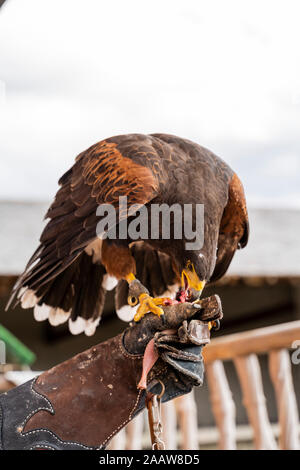 Buzzard on hand outdoors Stock Photo - Alamy
