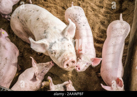 Austria, pig farming Stock Photo - Alamy