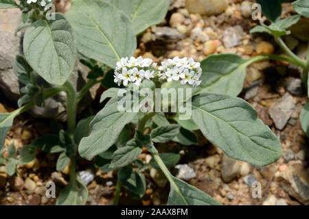 Common heliotrope (Heliotropium europaeum Stock Photo - Alamy