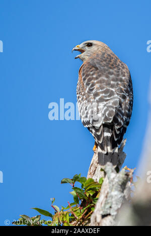 A close portrait of a Red-shouldered Hawk with a smooth background in ...