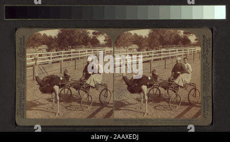 Famous trotting ostrich 'Oliver W.' -- harnessed for a spin -- record ...