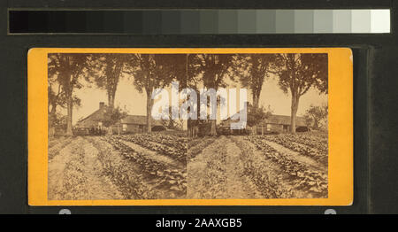 Farm house and rows of potatoes(-) Location of views is not identified ...