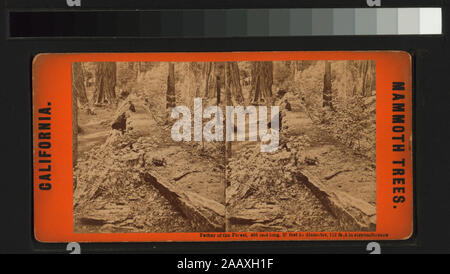 Father of the Forest, 460 feet long, 37 feet in diameter, 112 feet in ...