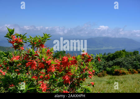 Flame Azalea on Gregory Bald Stock Photo - Alamy