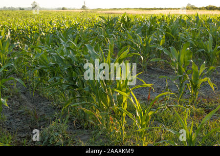 the corn harvest planted in a field Stock Photo - Alamy