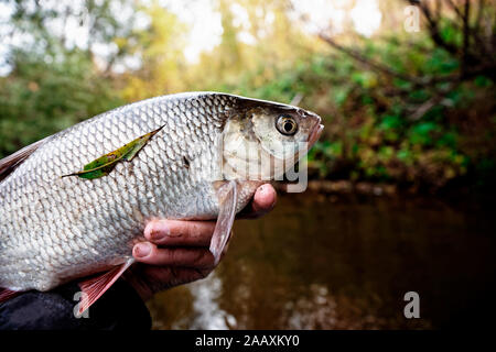 Big orfe fish in fisherman's hand caught in autumn Stock Photo - Alamy