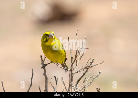 brimstone canary, bully canary (Crithagra sulphurata, Serinus ...