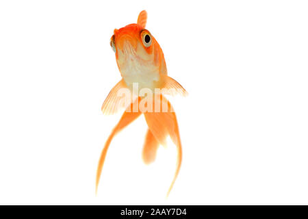 Goldfisch, Goldkarausche, Schleierschwanz, (Carassus auratus auratus ...