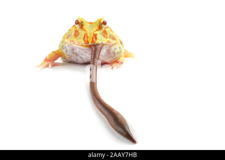 Horned Frog Horn frosch CERATOPHRYS ORNATA hissing and biting frogs ...