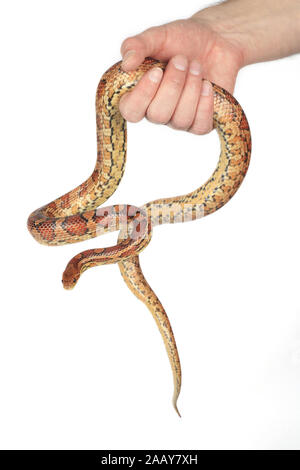 Kornnatter (Elaphe guttata) | corn snake (Elaphe guttata) | BLWS027832 ...