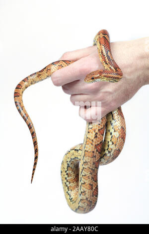 Kornnatter (Elaphe guttata) | corn snake (Elaphe guttata) | BLWS027849 ...