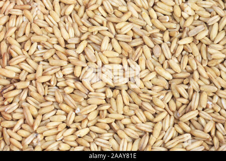 Saat-Hafer, Hafer (Avena sativa), entspelzte Koerner | cultivated oat ...