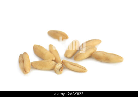 Saat-Hafer, Hafer (Avena sativa), entspelzte Koerner | cultivated oat ...