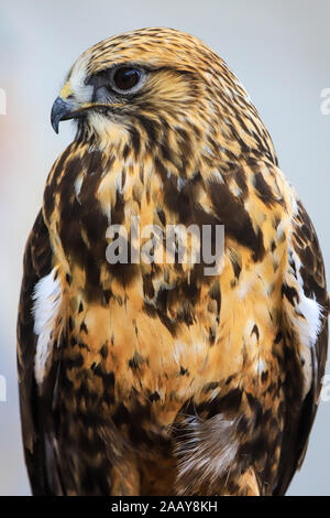 Vertical closeup of a red-tailed hawk Stock Photo - Alamy